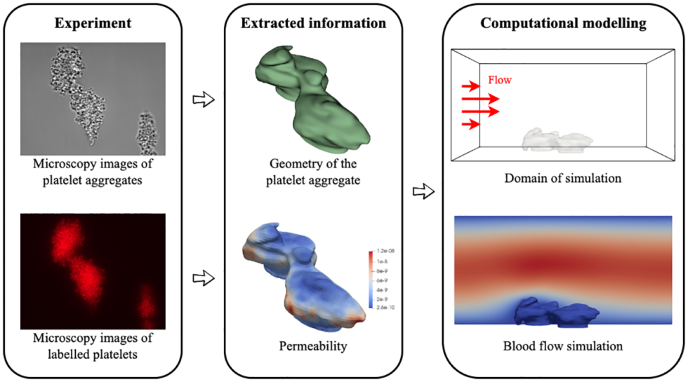 Image-based flow simulation of platelet aggregates under different ...